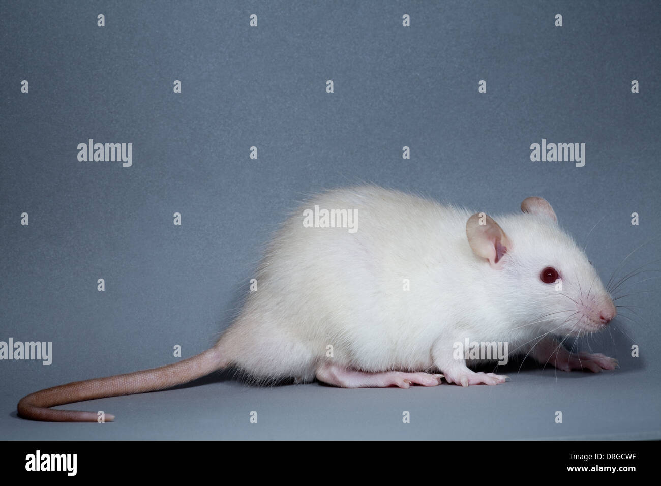 White, albino, Domestic Rat (Rattus norvegicus). Lacking melanin ...