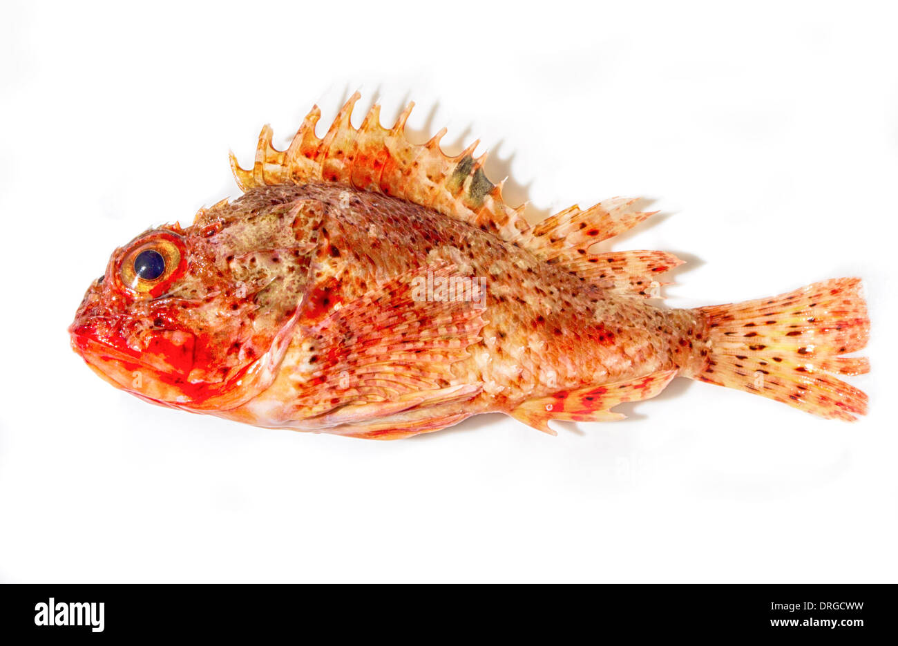 Grouper fish isolated on white background Stock Photo - Alamy