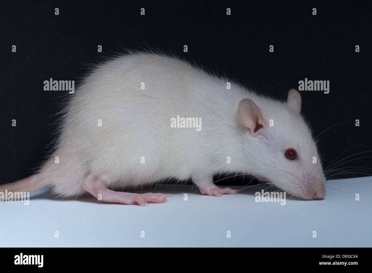 White, albino, Domestic Rat (Rattus norvegicus). Lacking melanin ...