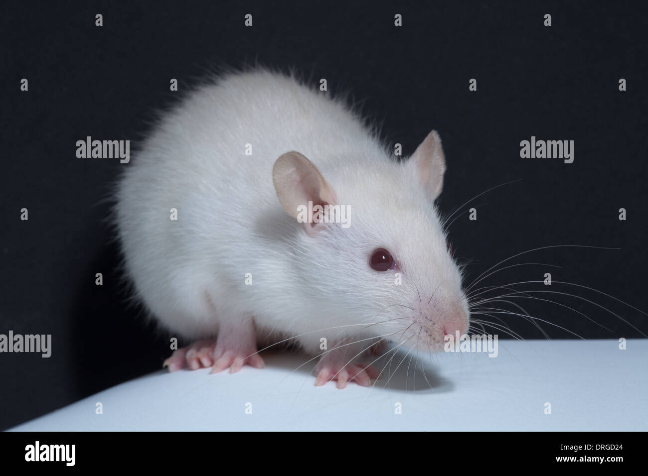 White, albino, Domestic Rat (Rattus norvegicus). Lacking melanin ...