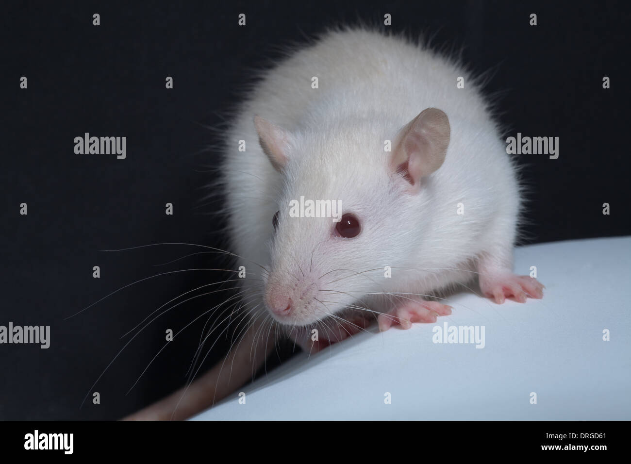 White, albino, Domestic Rat (Rattus norvegicus). Lacking melanin ...