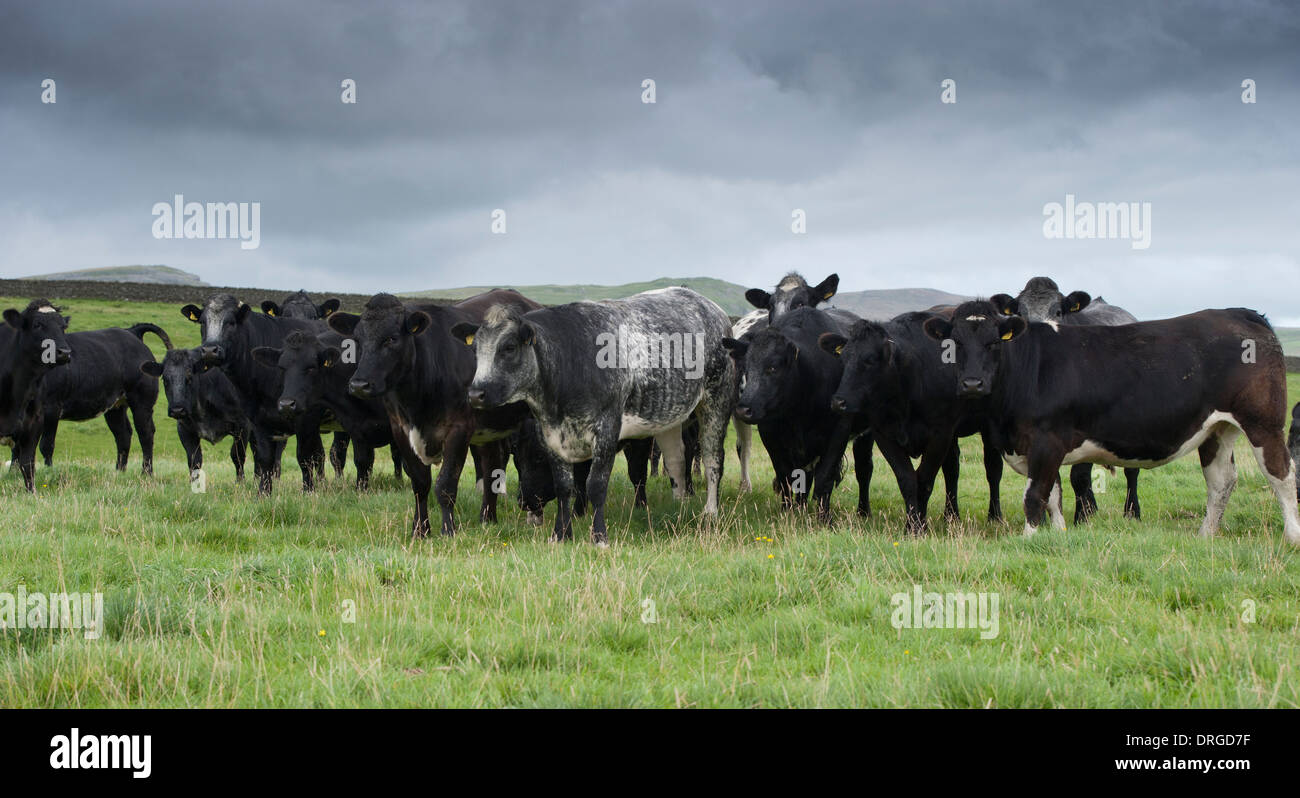 Suckler beef cattle on pasture, North Yorkshire, UK Stock Photo - Alamy