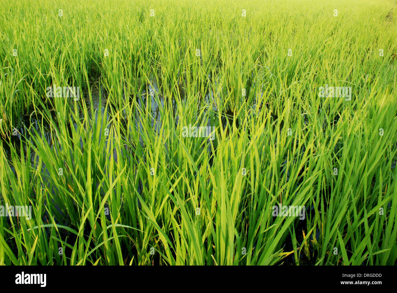 Jasmine rice the favorite food of Thailand Stock Photo - Alamy