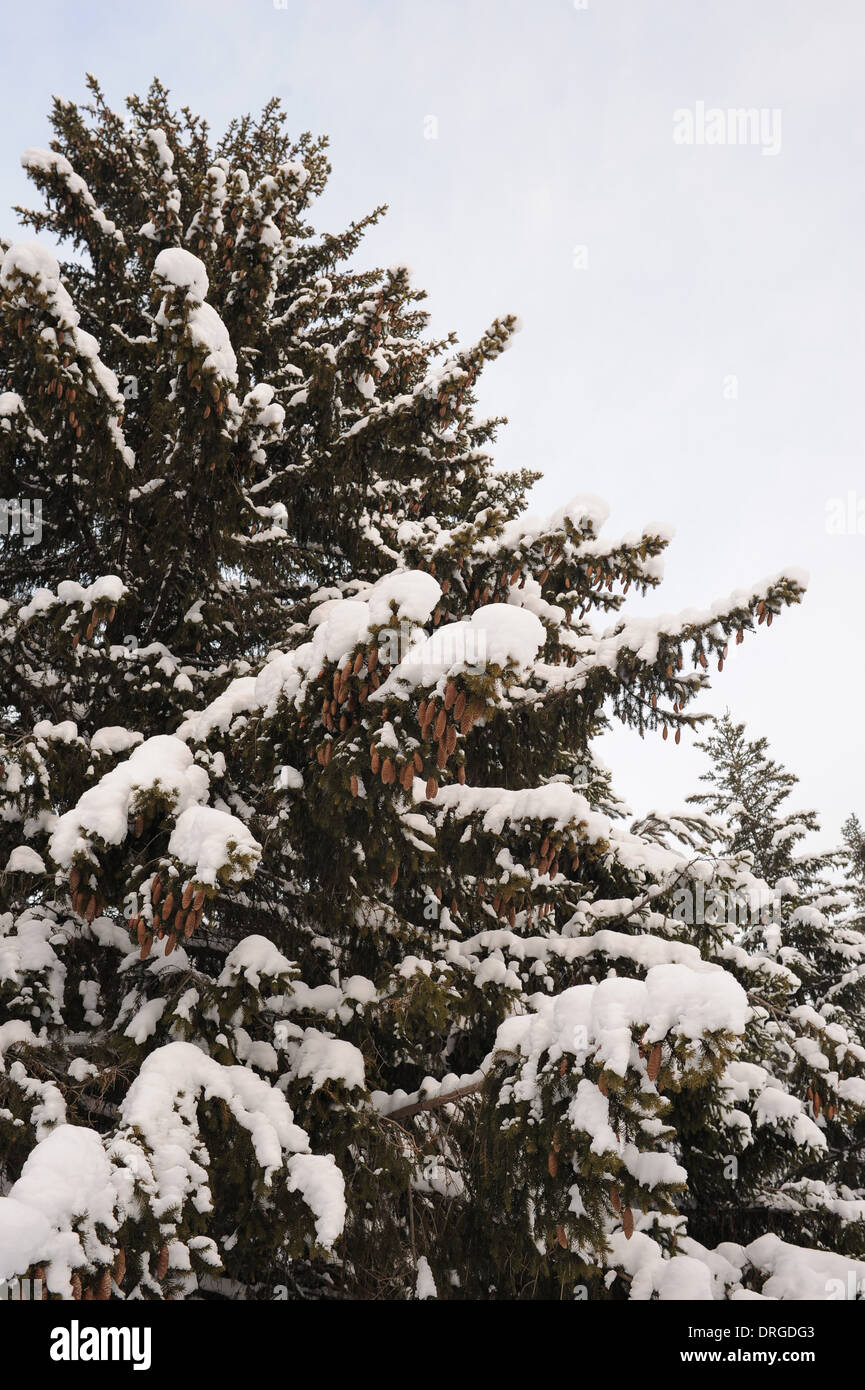 White fir tree hi-res stock photography and images - Alamy