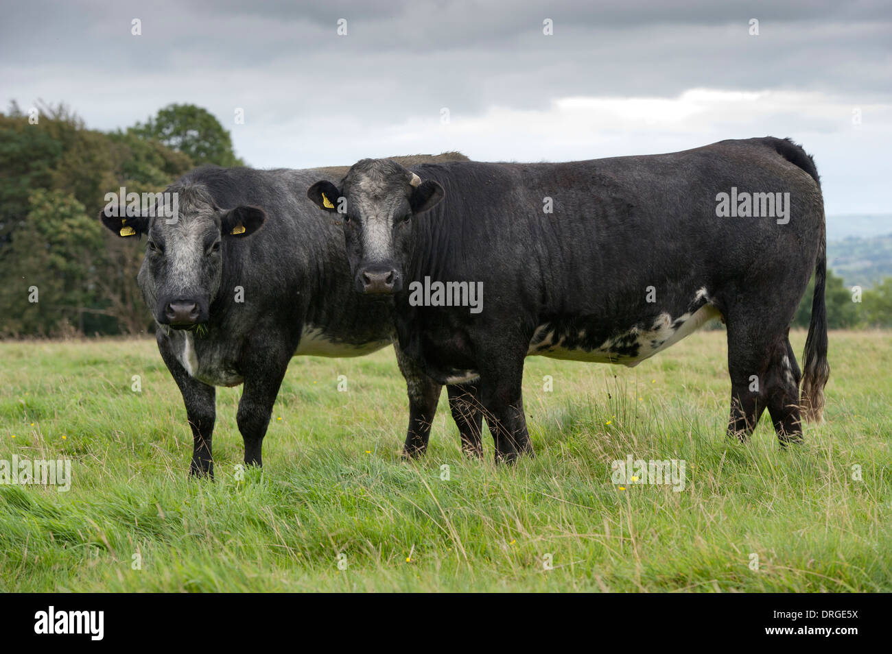 Suckler cows herbivore hi-res stock photography and images - Alamy