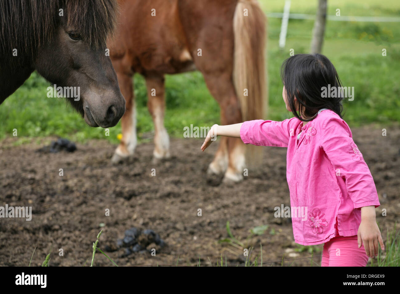 Girls with horse in denmark in spring Stock Photo - Alamy