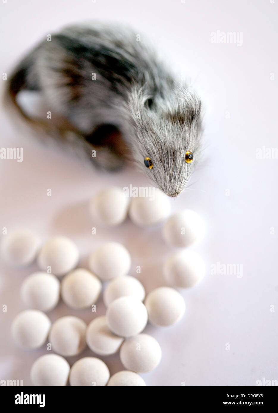Testing rat with many white pills Stock Photo - Alamy