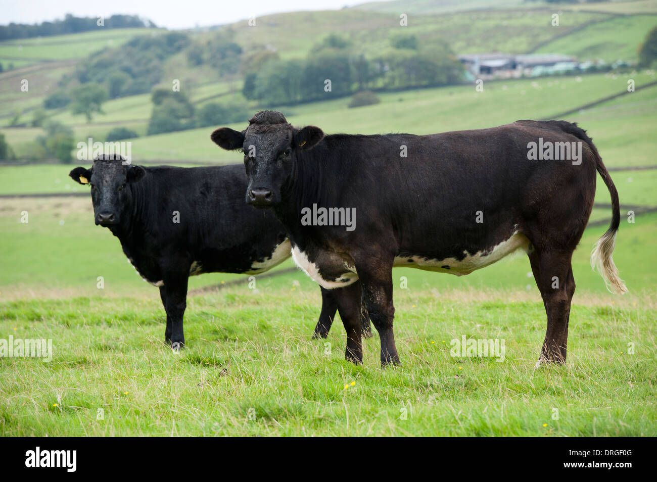 Suckler beef cattle on pasture, North Yorkshire, UK Stock Photo - Alamy
