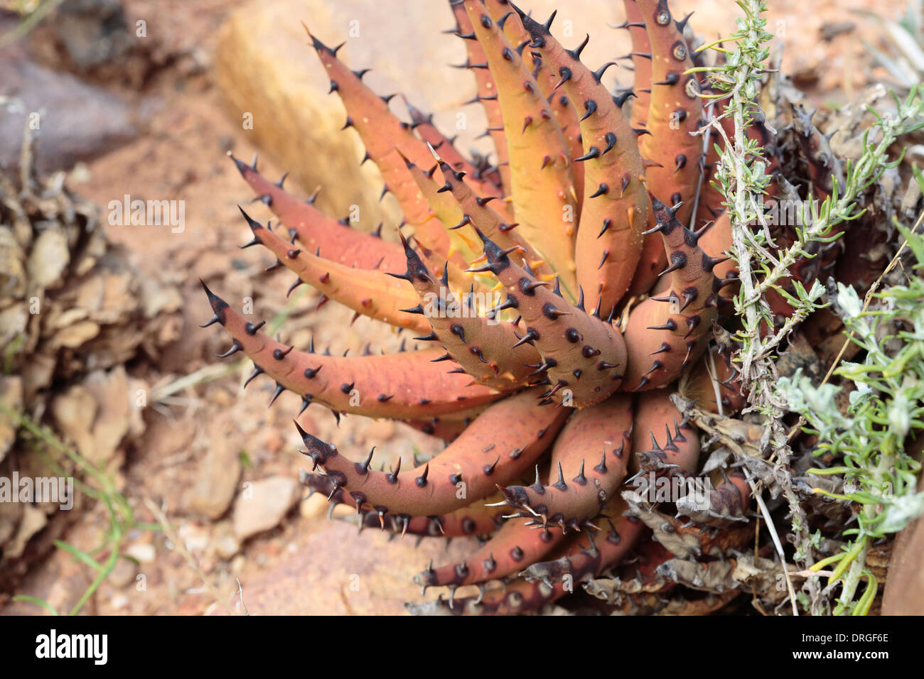 Sharp aloe hi-res stock photography and images - Alamy