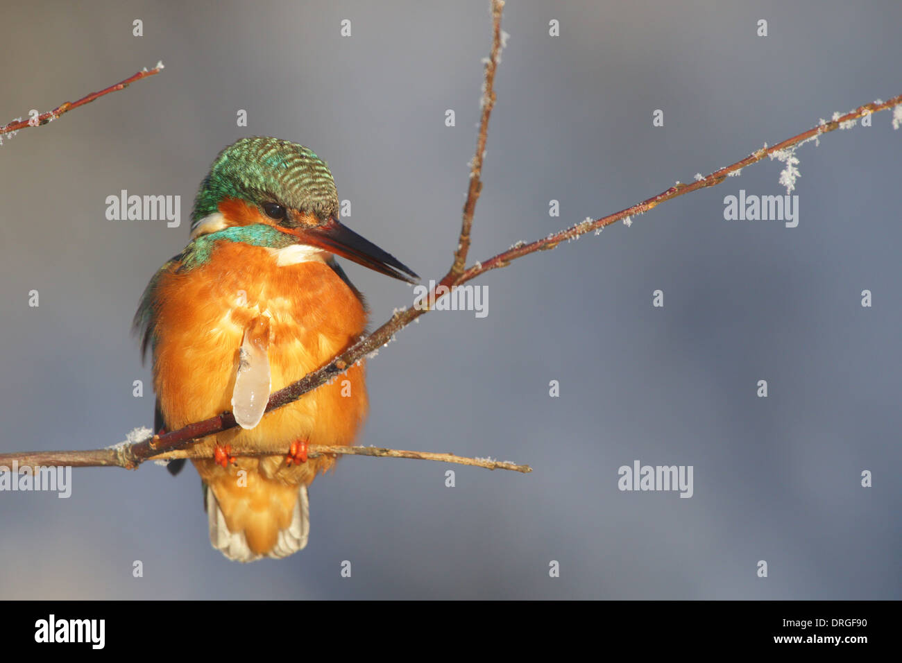 Wintering Kingfisher (Alcedo atthis) with ice chunk, Europe Stock Photo ...