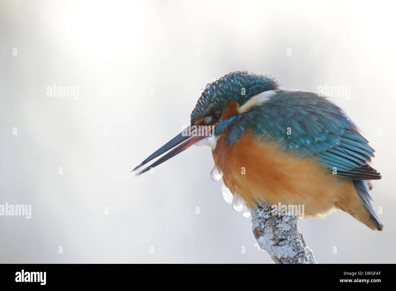 Wintering Kingfisher (Alcedo atthis) facing harsh conditions (-24*C ...