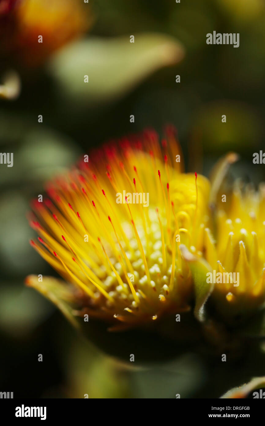 Leucospermum species in flower Stock Photo - Alamy