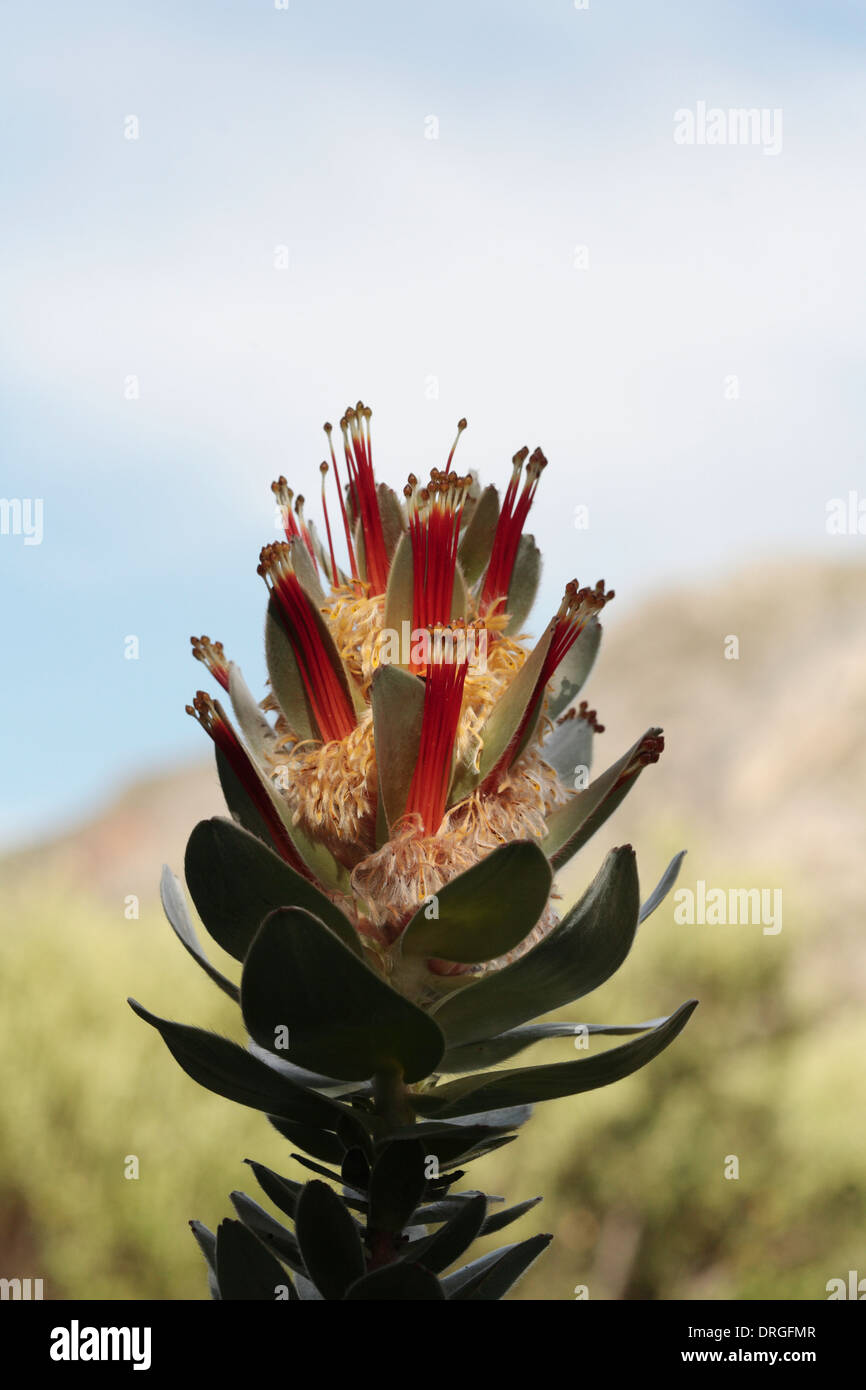 Protea mimetes hi-res stock photography and images - Alamy