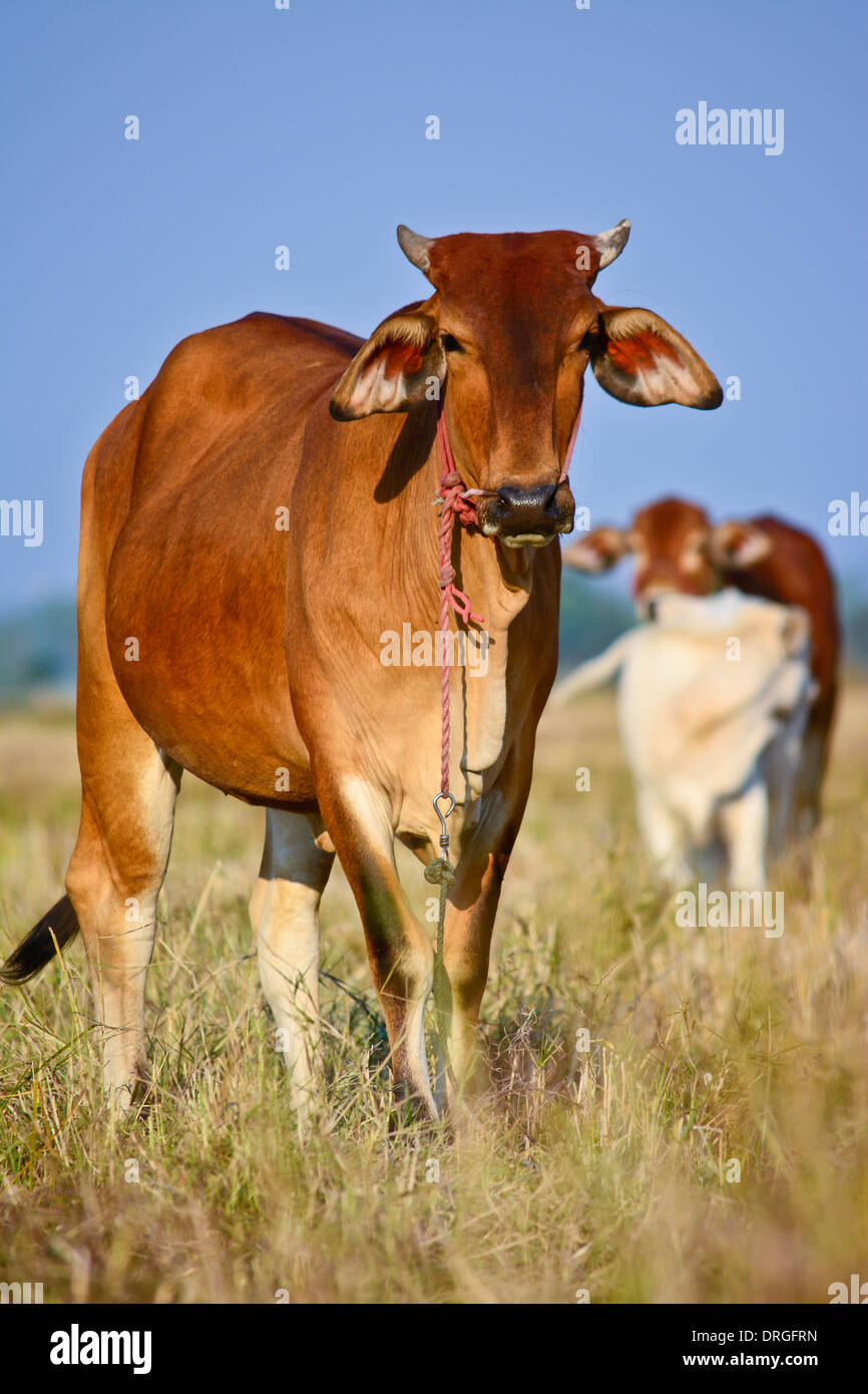 Rice farming cow hi-res stock photography and images - Alamy