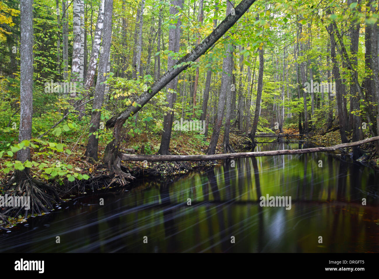 Ancient valley of Poruni River in Poruni boreo-nemoral Forest, Estonia ...