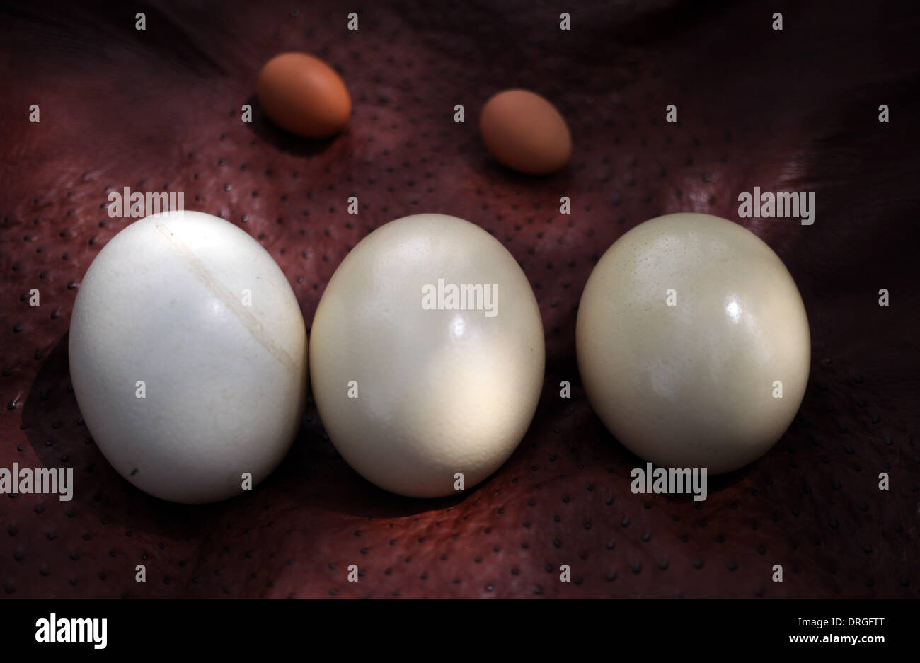 Human breeding hi-res stock photography and images - Alamy