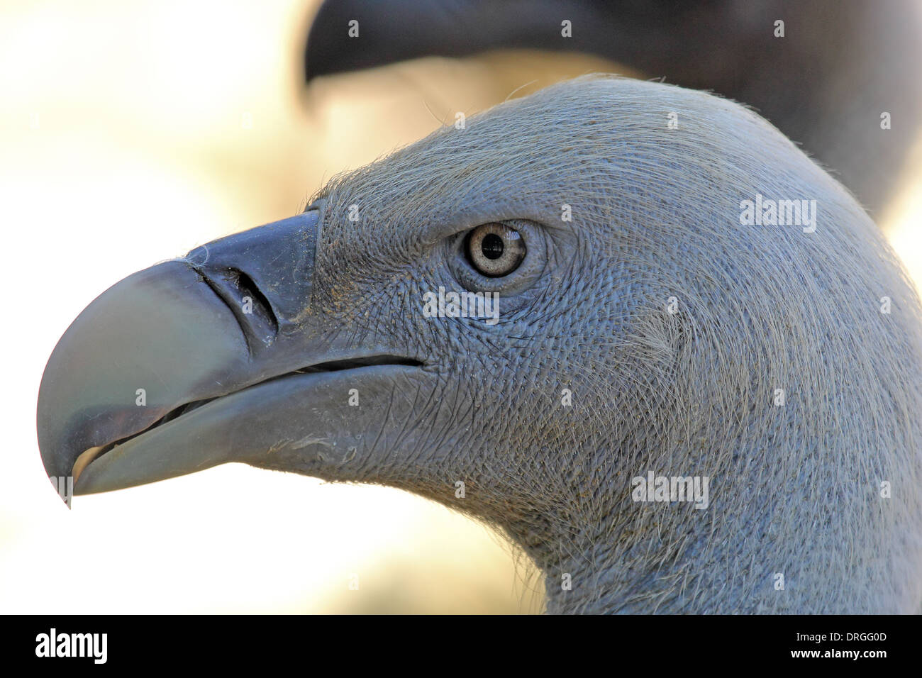 A closeup side view of a Cape Griffon, an African Vulture (Gyps ...