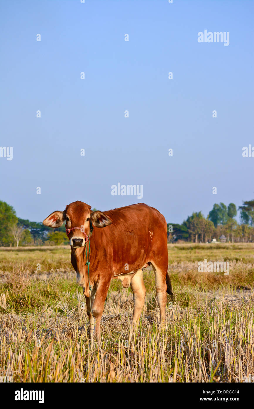 Brown rice field hi-res stock photography and images - Alamy