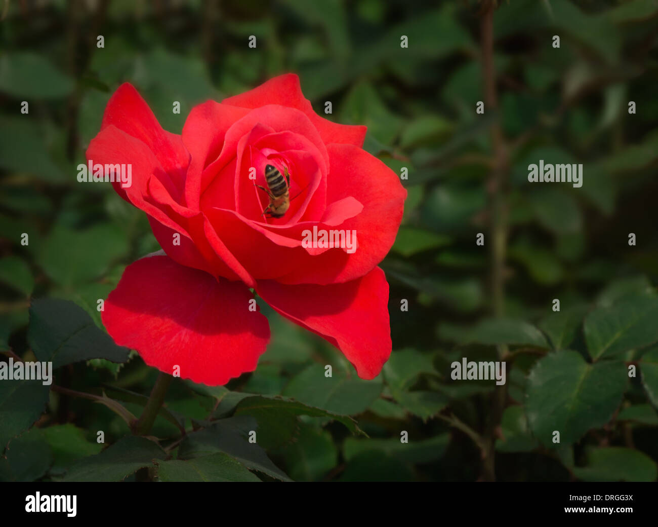 Beautiful big red rose in the center of which a bee gathers honey ...