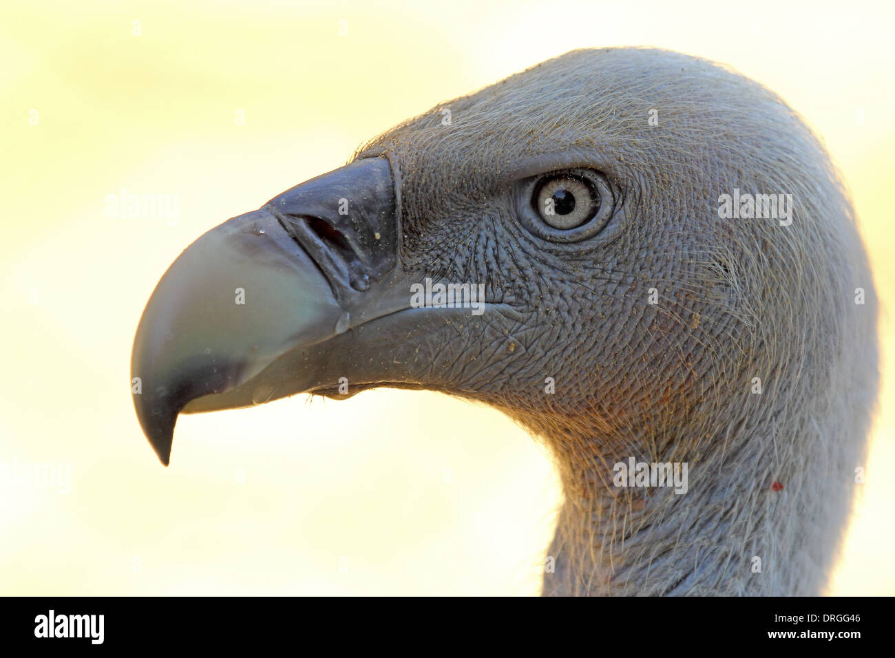 Vulture face portrait hi-res stock photography and images - Alamy