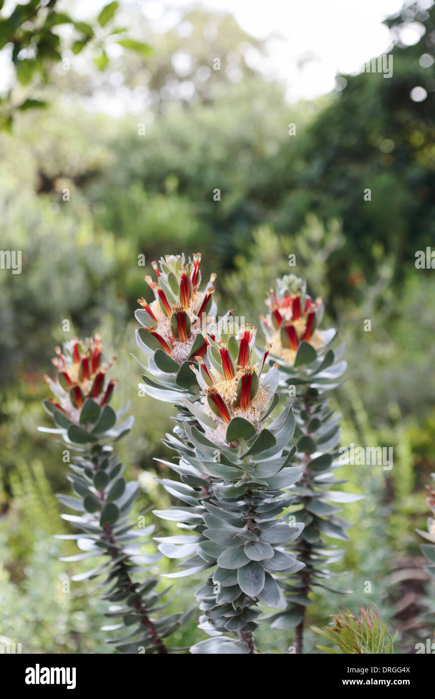 Mimetes species in bloom Stock Photo - Alamy