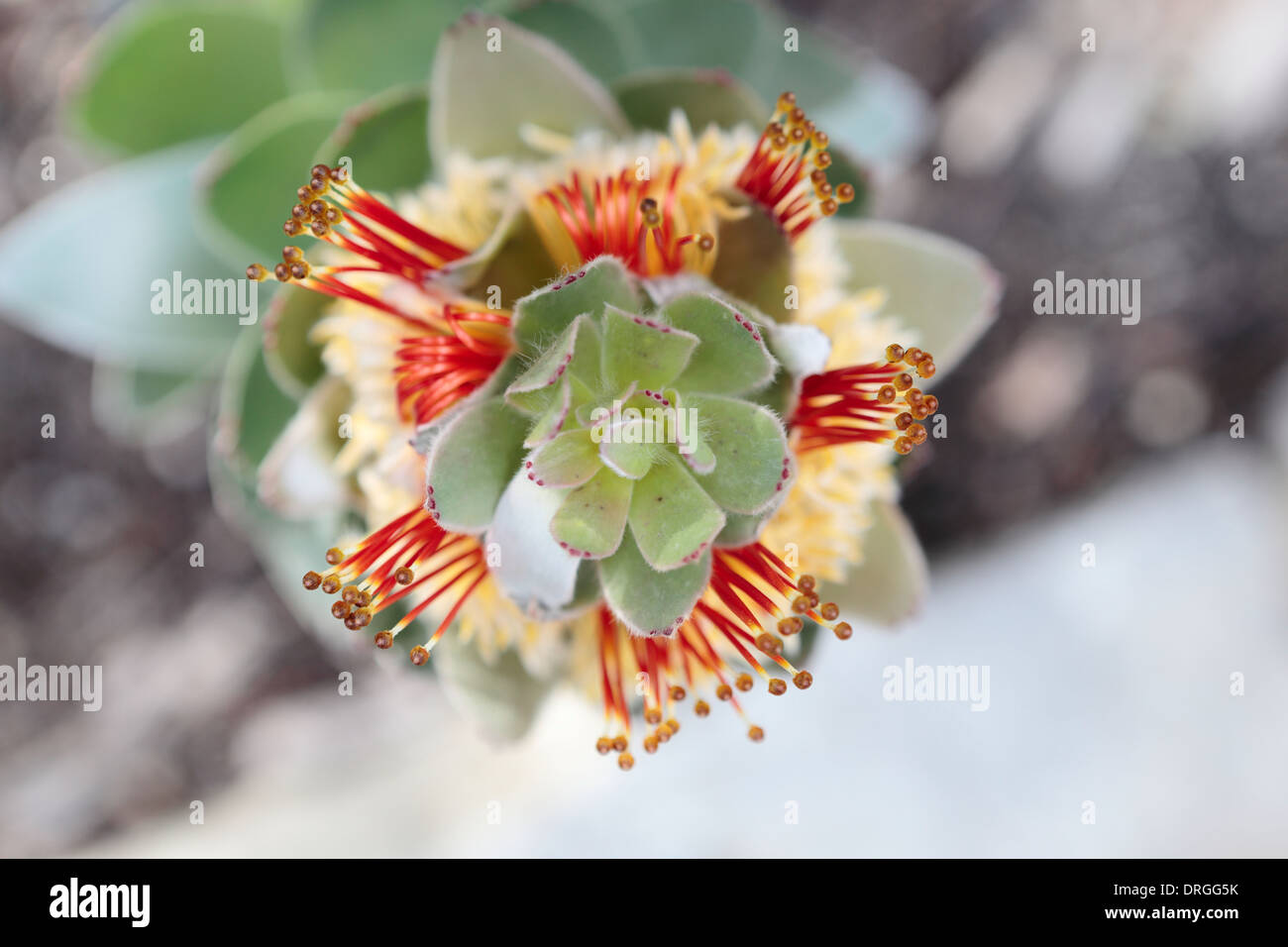 Protea Mimetes High Resolution Stock Photography and Images - Alamy
