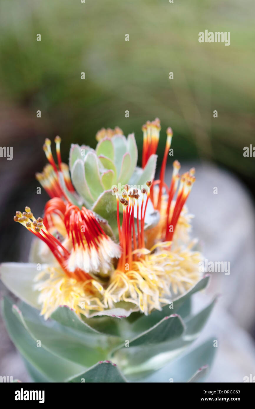 Mimetes species in bloom Stock Photo - Alamy