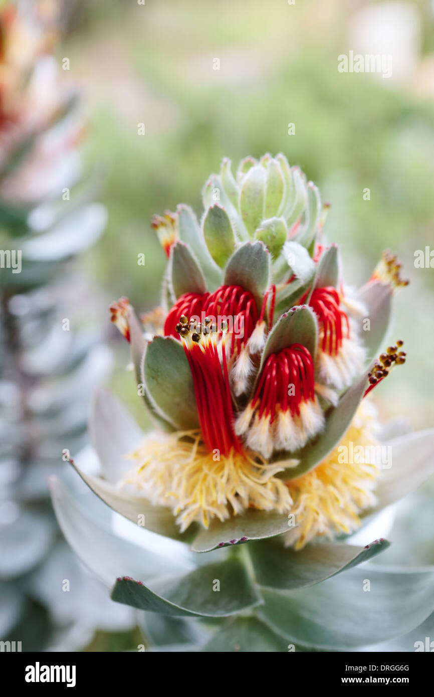 Protea Mimetes High Resolution Stock Photography and Images - Alamy
