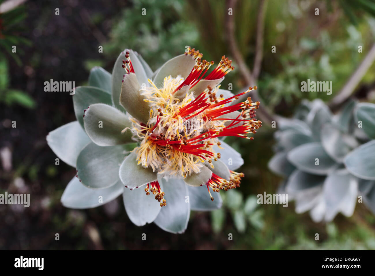 Protea Mimetes High Resolution Stock Photography and Images - Alamy