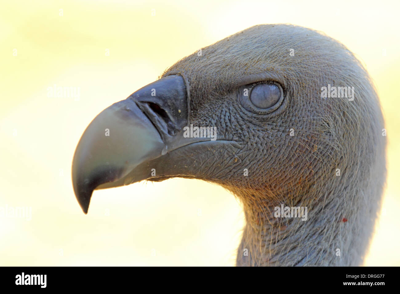 A closeup side view of a Cape Griffon, an African Vulture (Gyps ...
