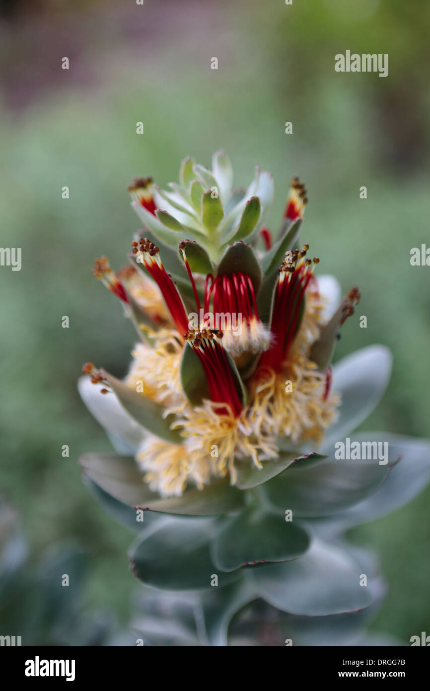 Protea Mimetes High Resolution Stock Photography and Images - Alamy