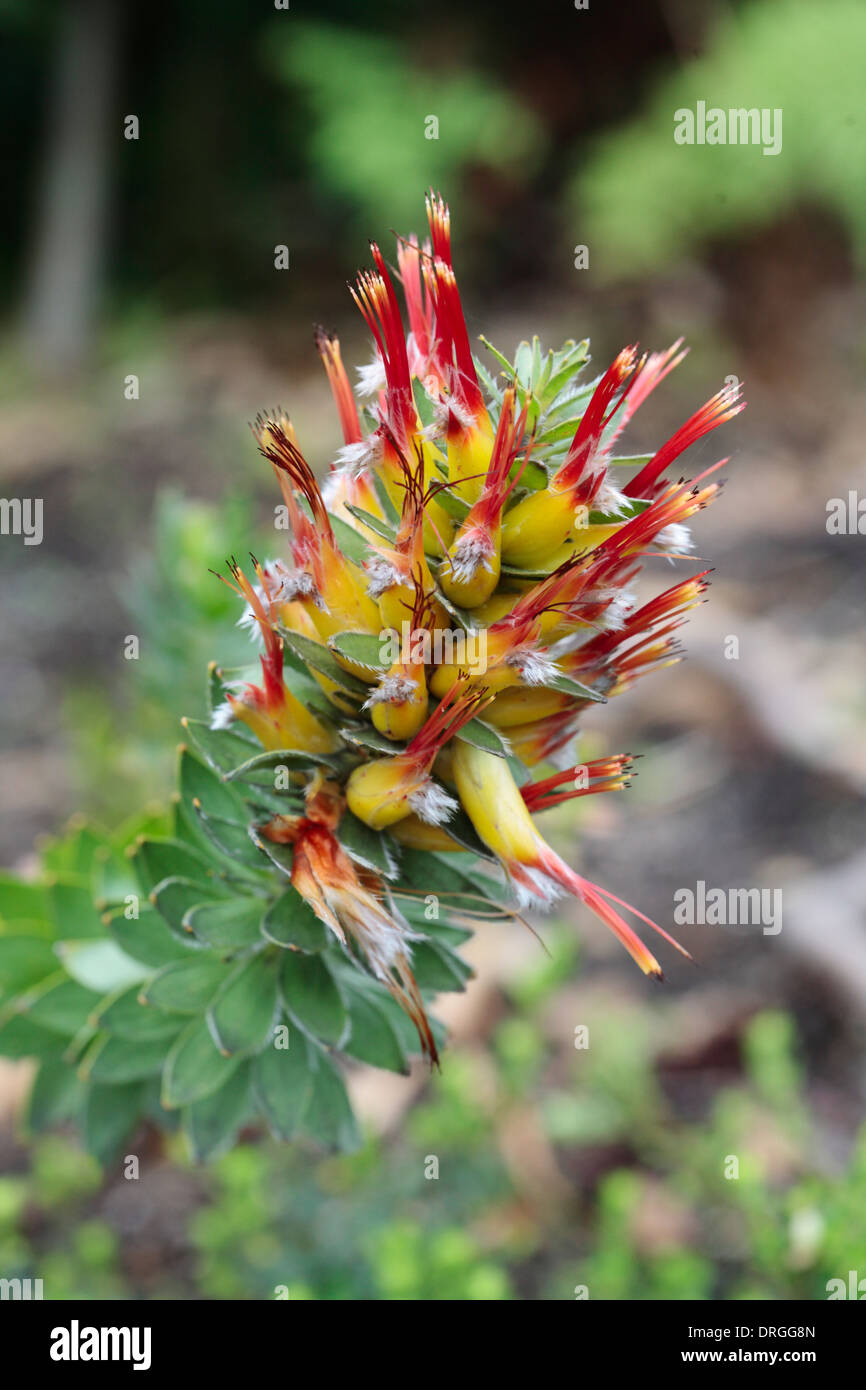 Mimetes species in bloom Stock Photo - Alamy