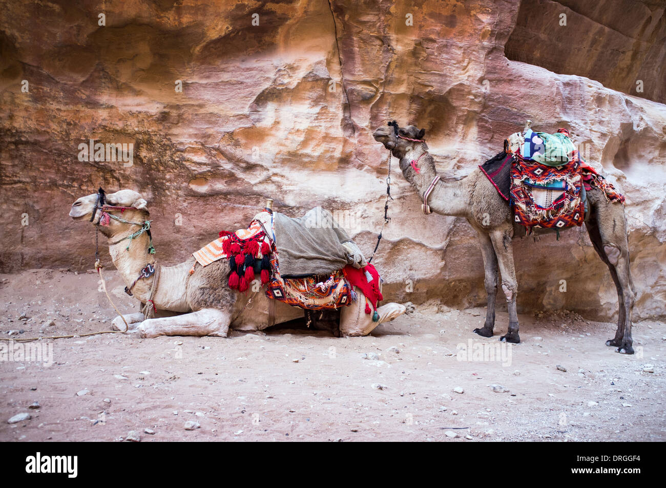 camel in Petra Jordan Stock Photo - Alamy