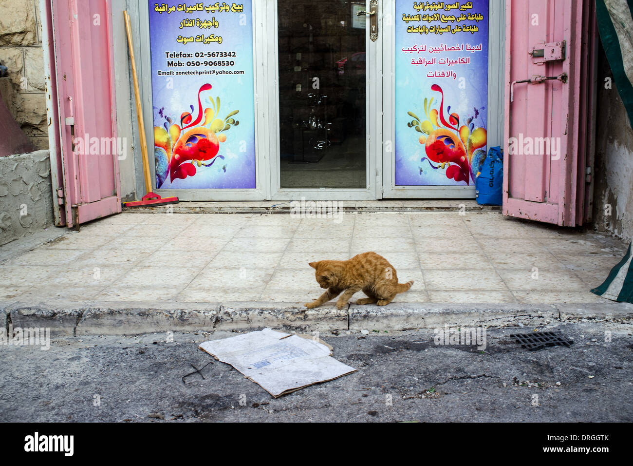 Jerusalem street cat hi-res stock photography and images - Alamy