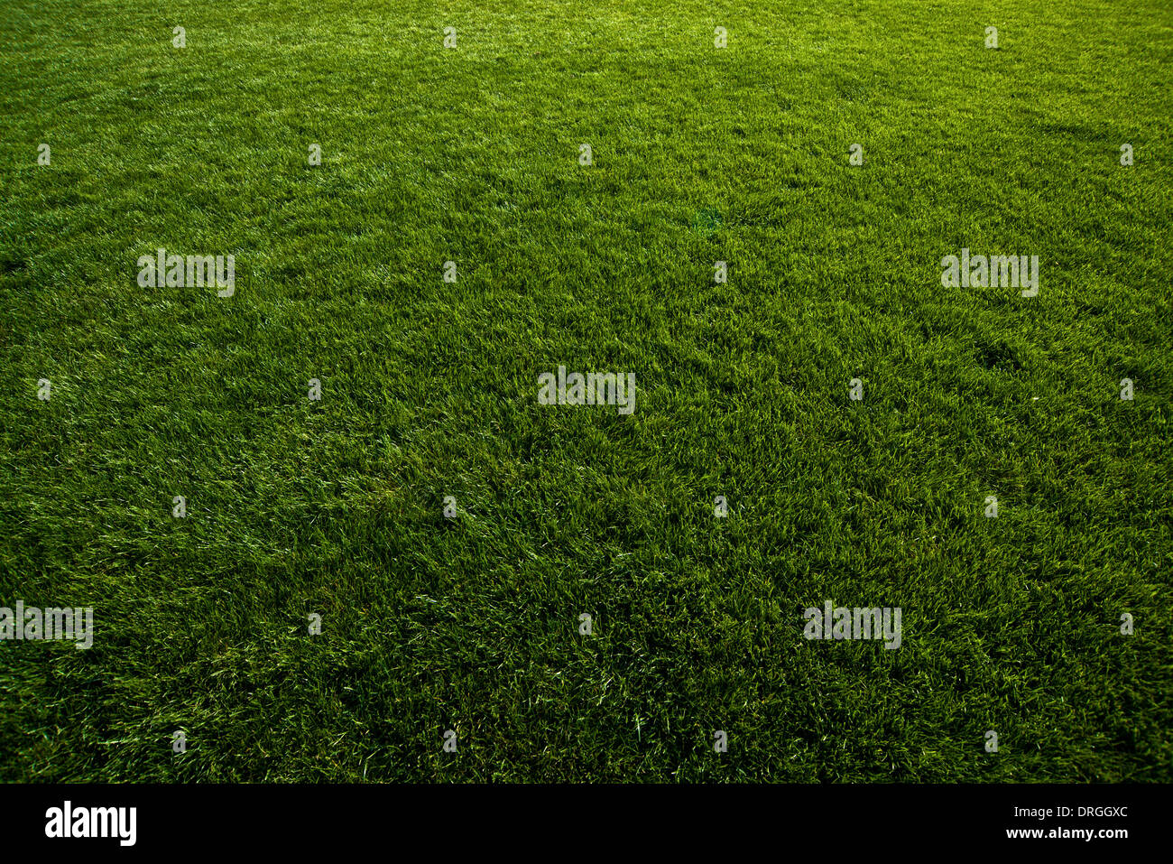 Soccer Field Grass Background