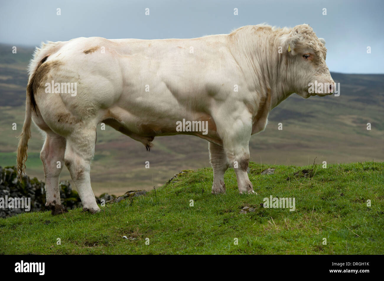 British Blue beef bull in pasture, Yorkshire, UK Stock Photo - Alamy