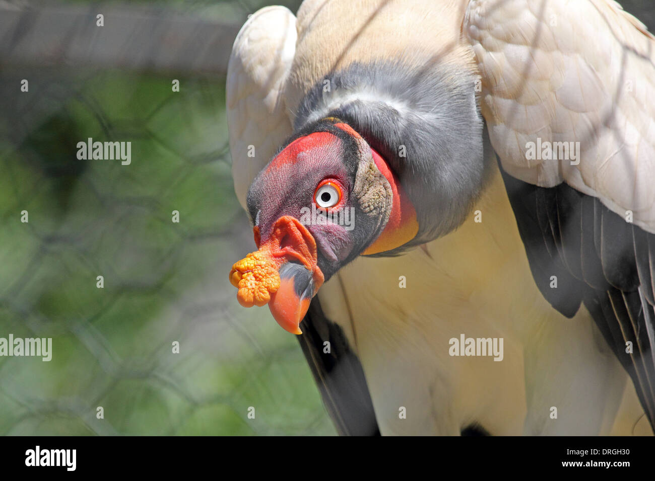 A King Vulture (Sarcoramphus papa) with the characteristic yellow ...