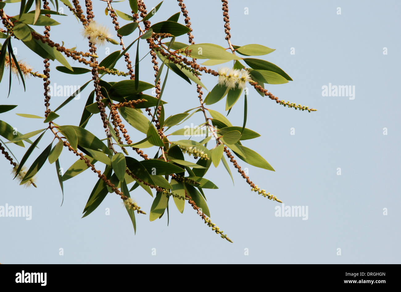 Cajuput flower hi-res stock photography and images - Alamy