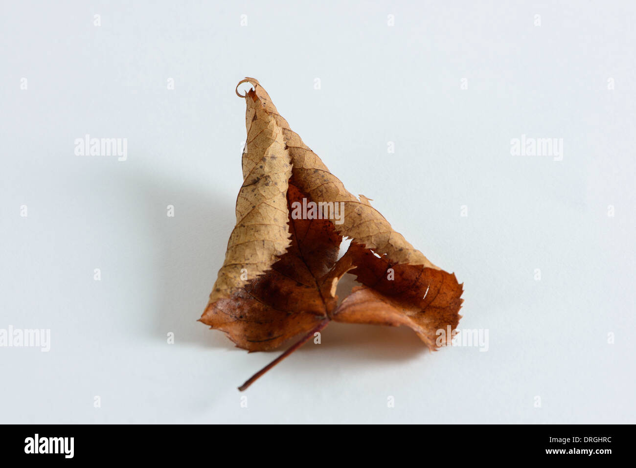 Brown dead leaf hi-res stock photography and images - Alamy