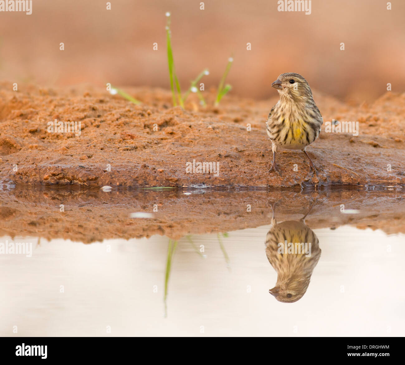 Serin finch hi-res stock photography and images - Alamy