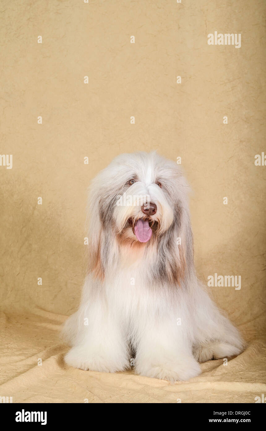 Bearded shepherd hi-res stock photography and images - Alamy