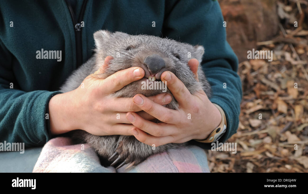 Smiling Baby Wombat