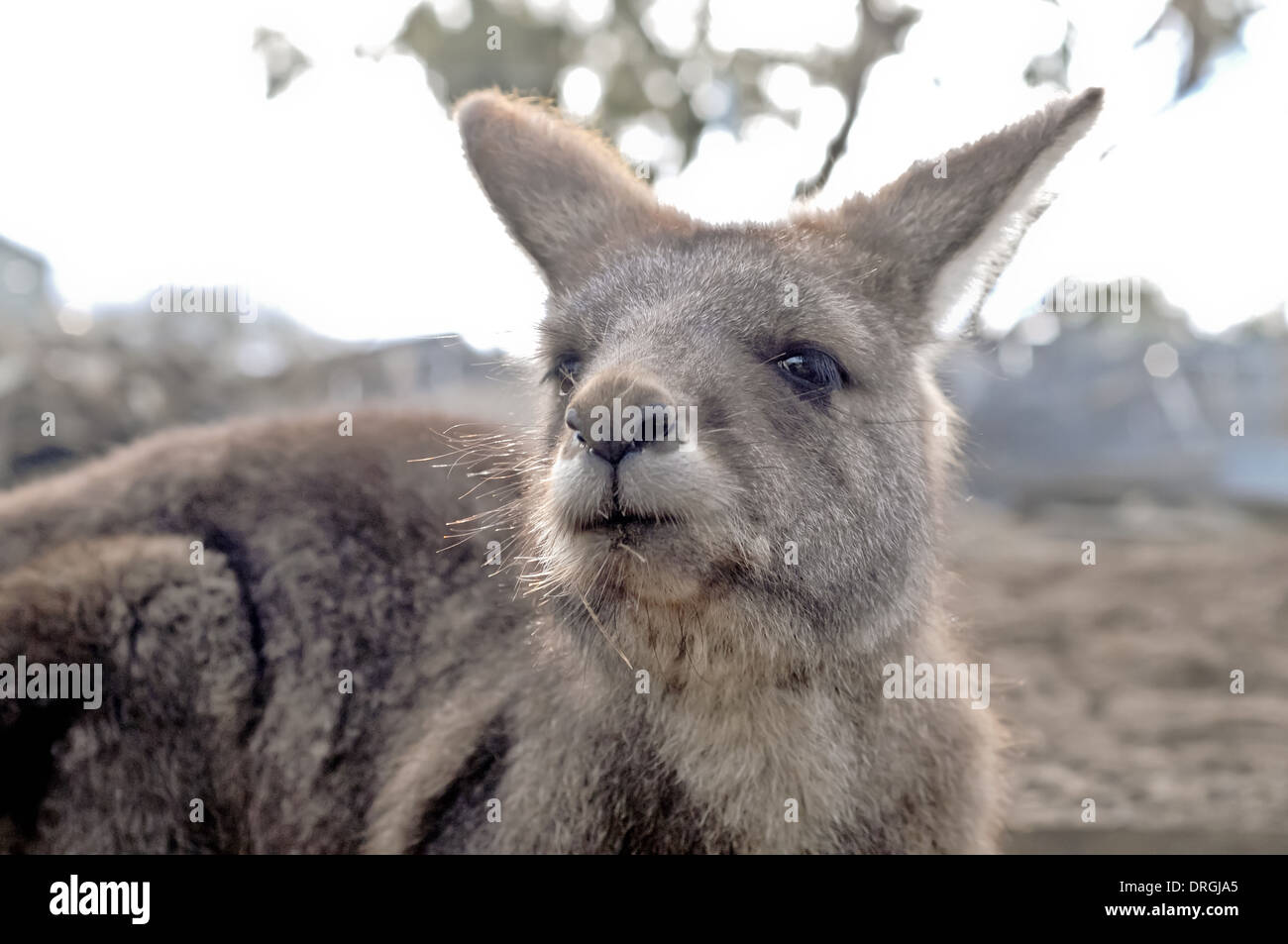 Brown kangaroo hi-res stock photography and images - Alamy