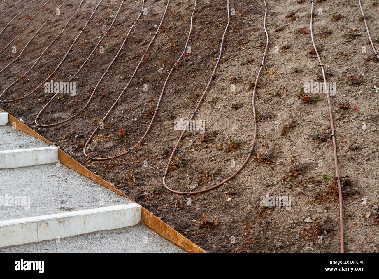 Drip irrigation lines hi-res stock photography and images - Alamy
