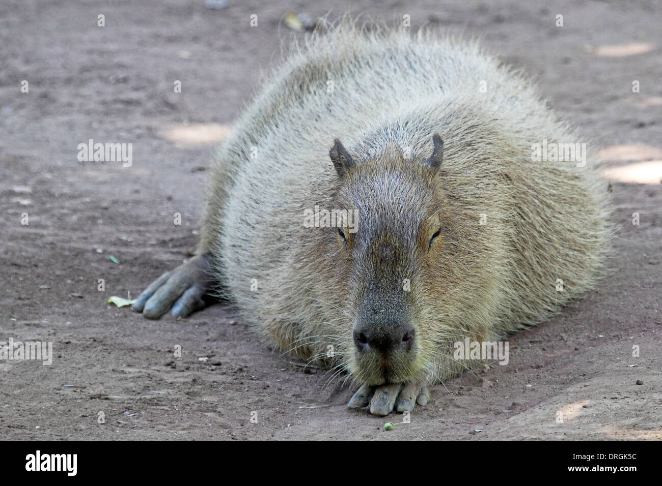 A capybara (Hydrochoerus hydrochaeris) lying and resting Stock Photo ...