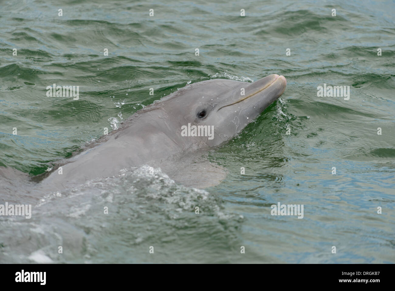 Delphinus delphin hi-res stock photography and images - Alamy