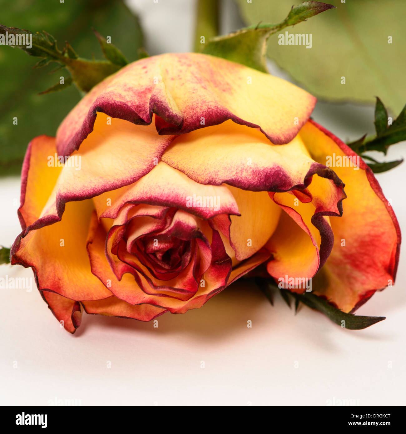 Yellow and pink rose on white background Stock Photo - Alamy