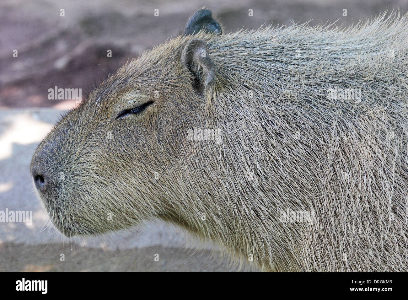 Side view of a capybara (Hydrochoerus hydrochaeris Stock Photo - Alamy