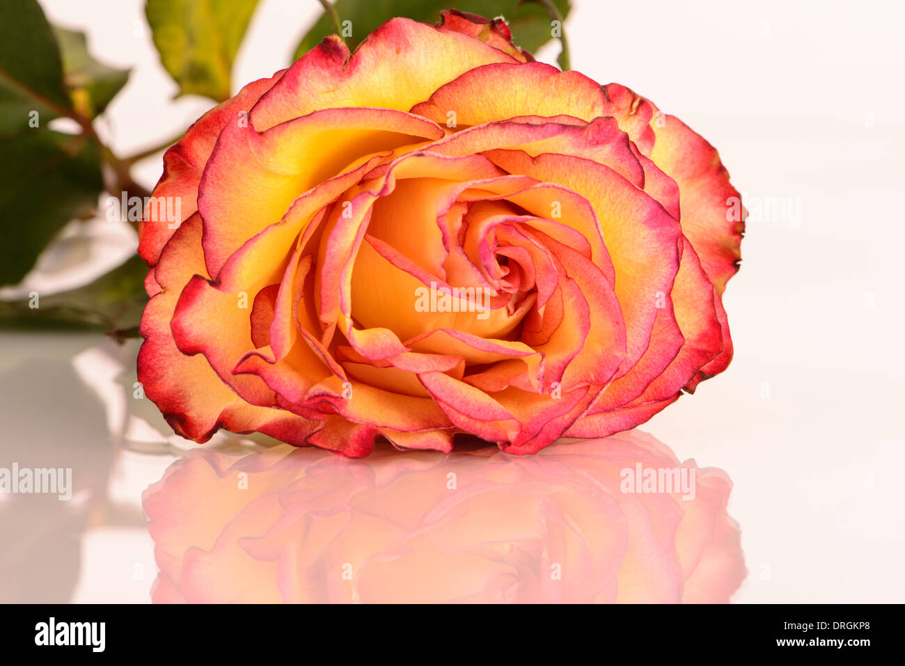 Pink Edges Stock Photos & Pink Edges Stock Images - Alamy