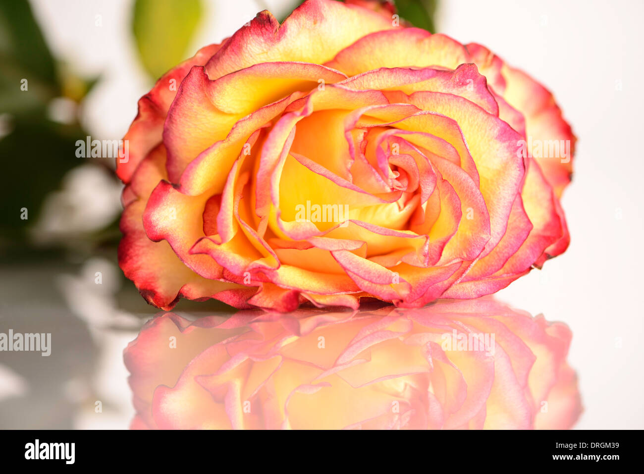 Yellow rose edged in pink hi-res stock photography and images - Alamy